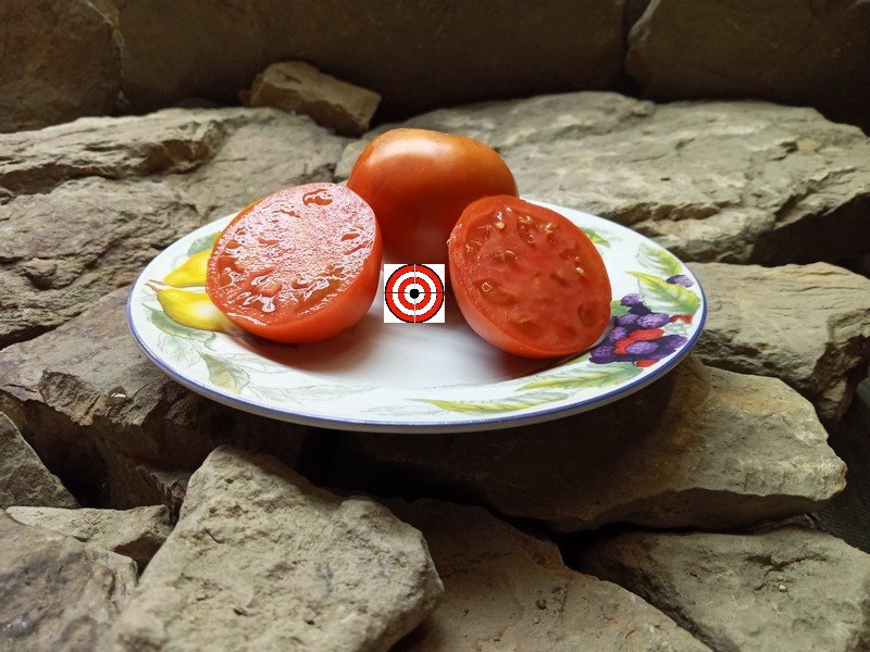 Dwarf Bush Champion Tomato Seeds at Bounty Hunter Seeds!!
