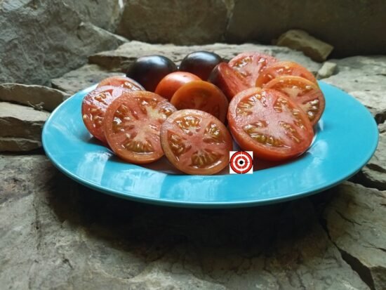 Indigo Apple Tomato-Bounty Hunter Seeds-Brad Gates Tomatoes