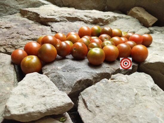 Brownberry Tomato-Bounty Hunter Seeds-Rare Heirloom Seeds