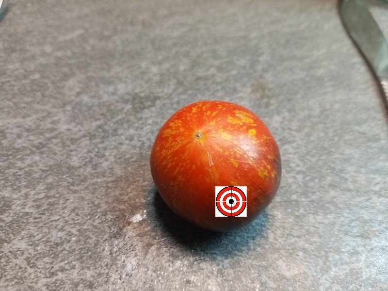Red Beauty Tomato-Heirloom Seeds-Bounty Hunter Seeds-