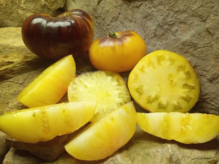 Wolverine Tomato Seeds For Sale At Bounty Hunter Seeds!