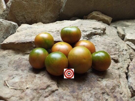Evil Olive Tomato Seeds For Sale At Bounty Hunter Seeds!
