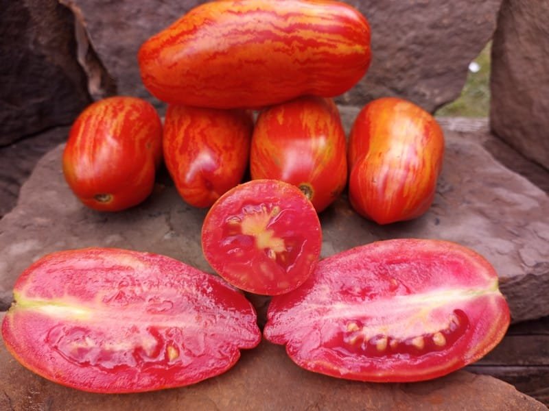 Cassidy's Folly Tomato Seeds For Sale At Bounty Hunter Seed!