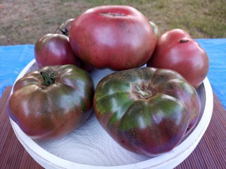 DB Cooper Tomato-Bounty Hunter Seeds-Millard Murdock Seeds