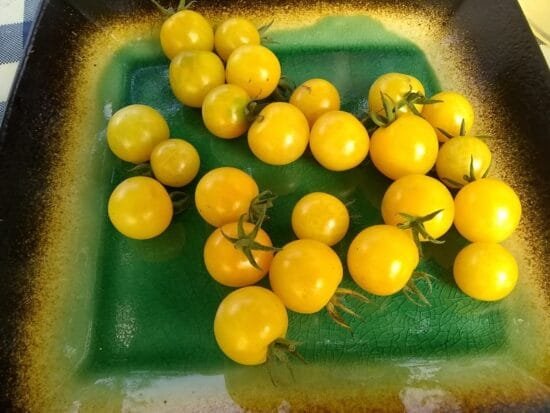 Snow White Cherry Tomato-Bounty Hunter Seeds-Rare Heirlooms