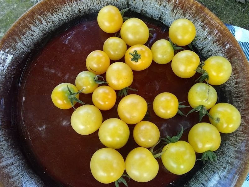 Snow White Cherry Tomato-Bounty Hunter Seeds-Rare Heirlooms