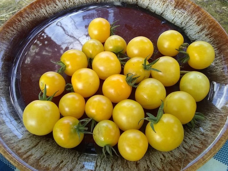 Snow White Cherry Tomato-Bounty Hunter Seeds-Rare Heirlooms