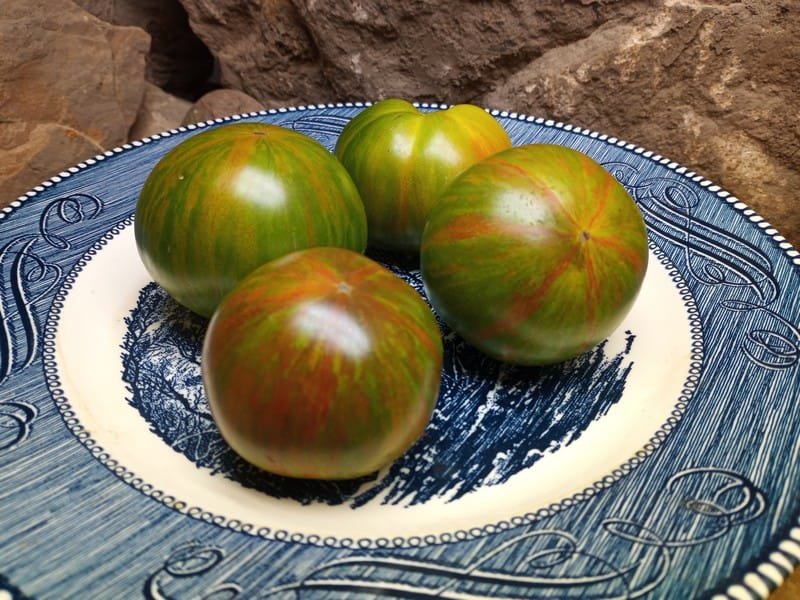 Aftershock Tomato Seeds For Sale At Bounty Hunter Seeds!