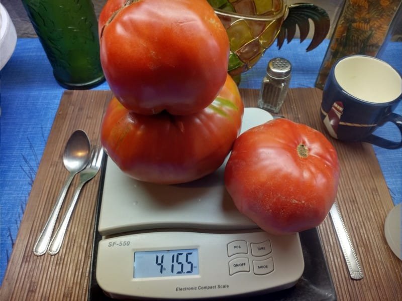 Australian Beauty Tomato Seeds For Sale At Bounty Hunter Seeds!