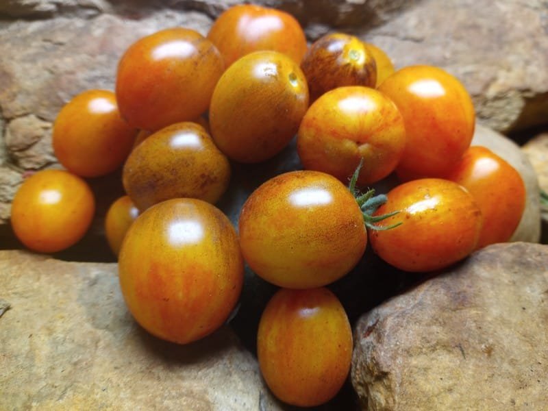 Brad's Atomic Sunset Tomato-Bounty Hunter Seeds-Brad Gates