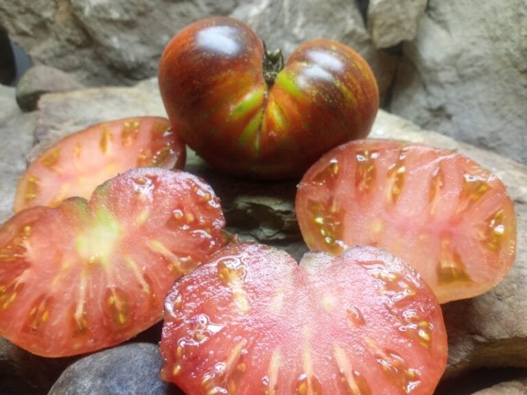 Dark Galaxy Tomato Seeds For Sale At Bounty Hunter Seeds!