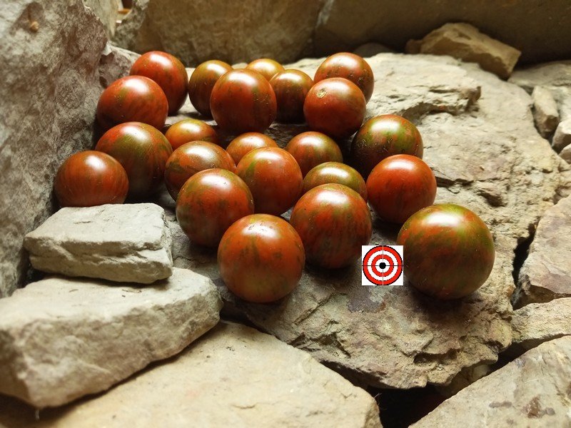 Black Striped Cherry Tomato-Bounty Hunter Seeds-Heirloom Seeds