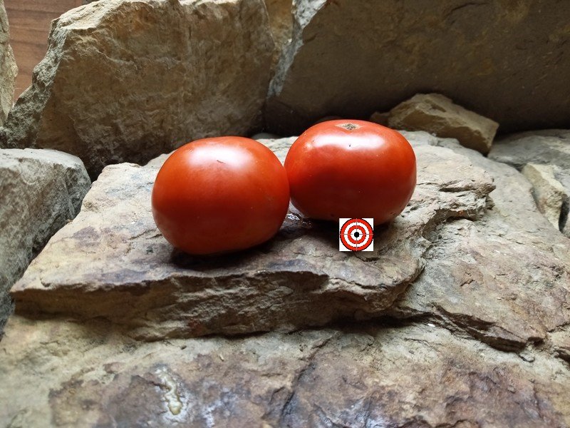 Dubok (Little Oak) Tomato - Bounty Hunter Seeds-Heirloom Seeds