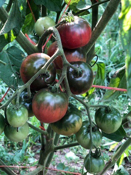 Karma Purple Multiflora Tomato-Organic Seeds Bounty Hunter Seeds