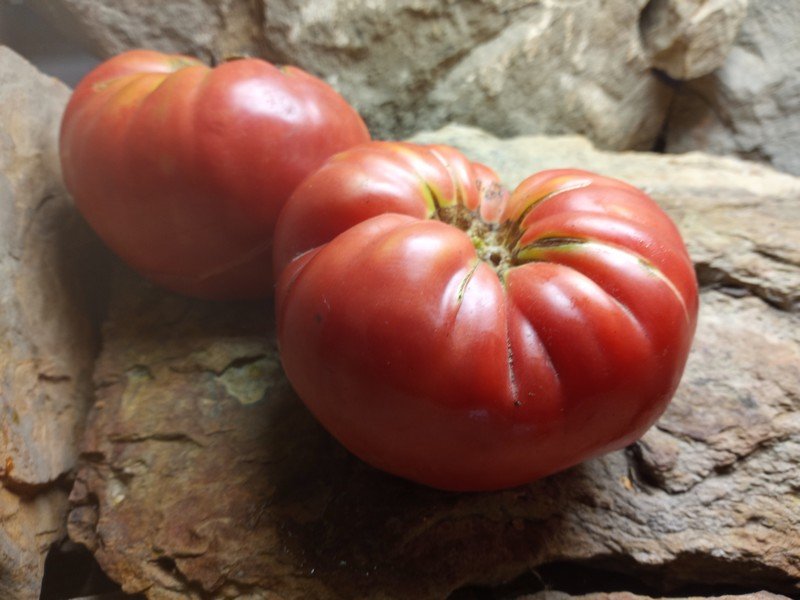 Heirloom Tomato Pictures Gallery 4-Bounty Hunter Seeds-