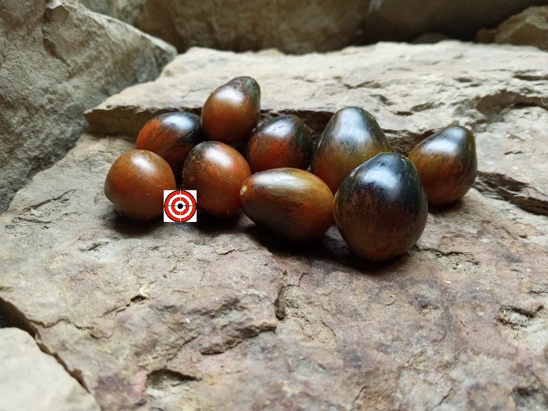 Black Keyes Tomato-Dean Slater Seeds-Bounty Hunter Seeds