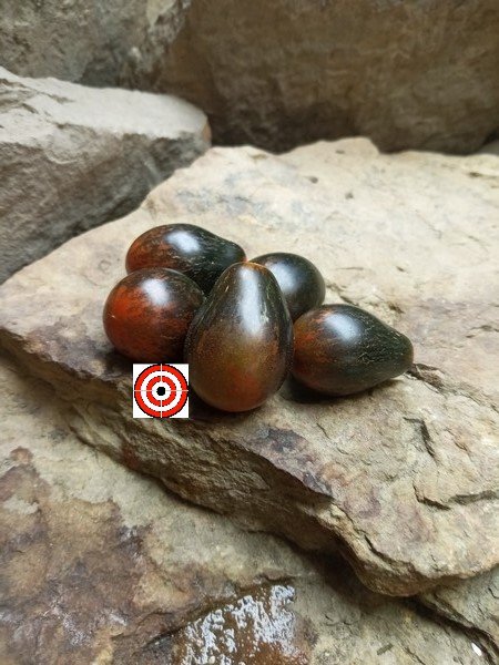 Blue Keyes Tomato-Dean Slater Seeds-Bounty Hunter Seeds