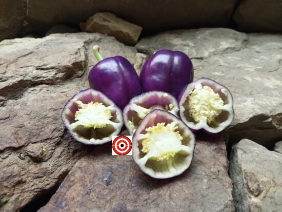 Amethyst Pepper-Bounty Hunter Seeds-Rare Pepper Seeds