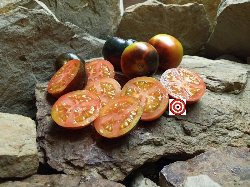 Cascade Village Blue Tomato-Tom Wagner-Bounty Hunter Seeds
