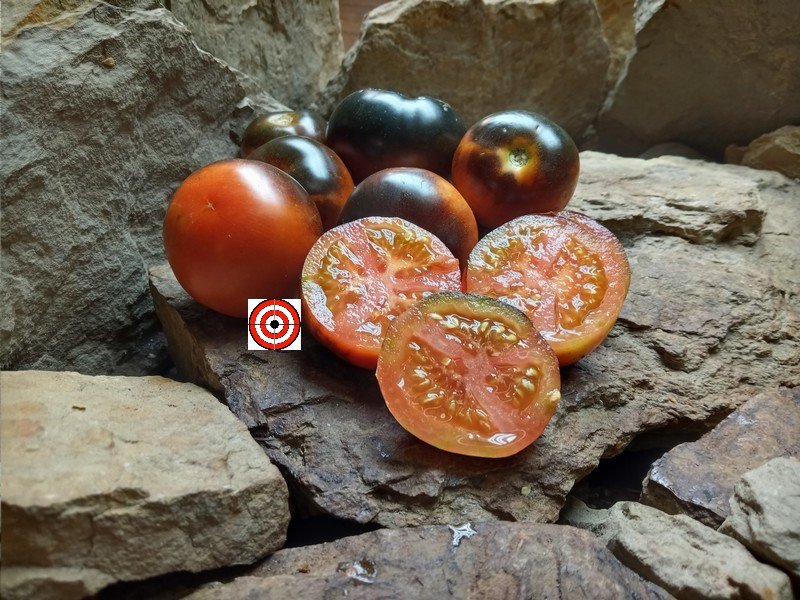 Cascade Village Blue Tomato-Tom Wagner-Bounty Hunter Seeds