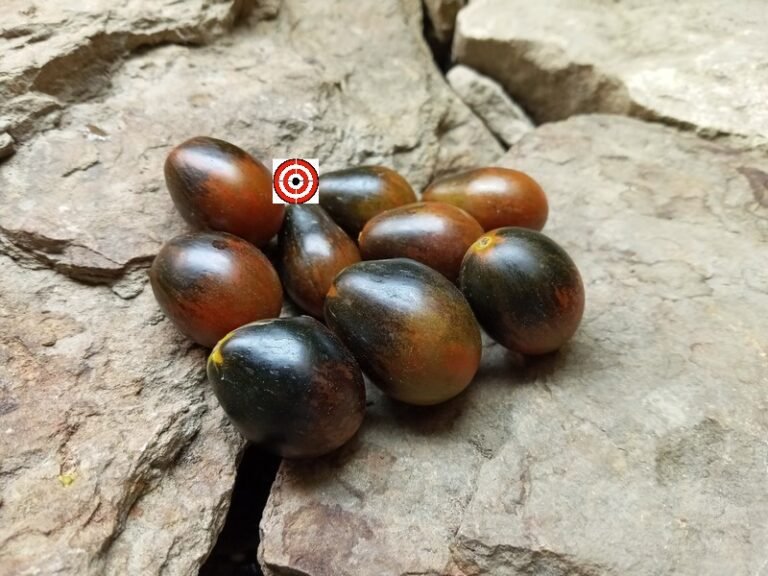 Black Keyes Tomato-Dean Slater Seeds-Bounty Hunter Seeds