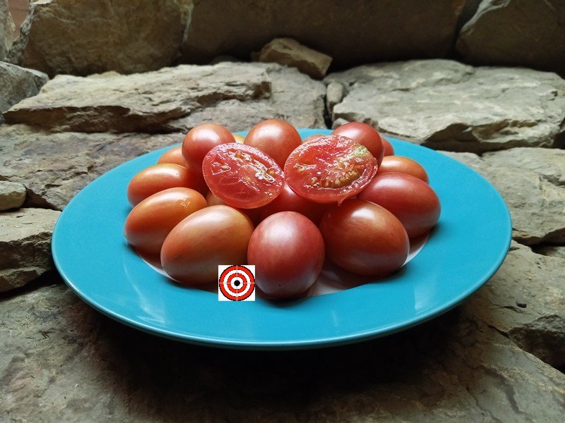 Candy Sweet Icicle Tomato-Brad Gates Seed-Bounty Hunter Seeds