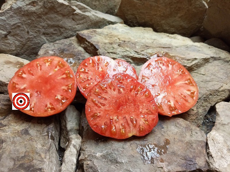 Brandywine Pink Tomato-Heirloom Tomatoes-Bounty Hunter Seeds