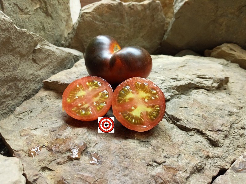 Cascade Village Blue Tomato-Tom Wagner-Bounty Hunter Seeds