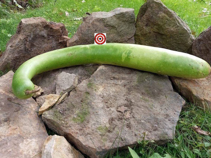 Cucuzzi Snake Gourd - Bounty Hunter Seeds - Heirloom Seeds