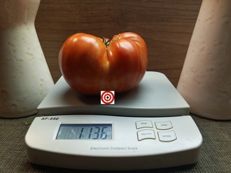 Delicious Hunt's Strain Tomato- Heirloom- Bounty Hunter Seeds