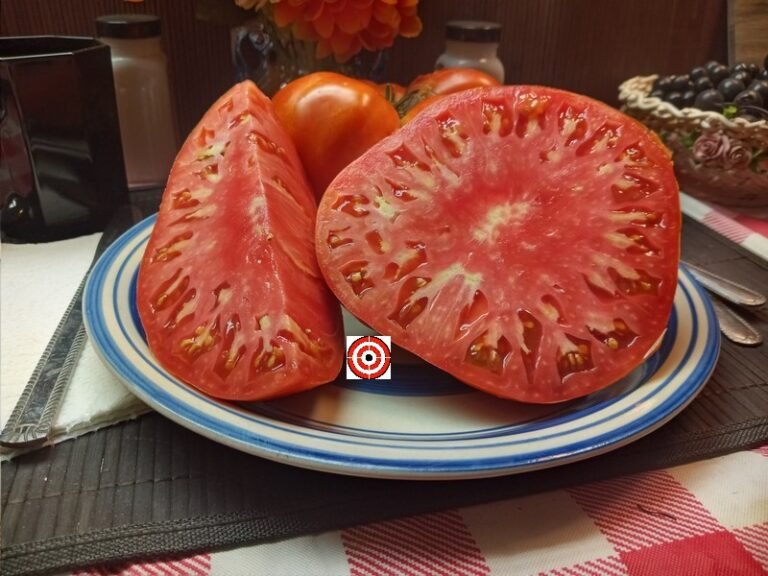 Delicious Hunt's Strain Tomato- Heirloom- Bounty Hunter Seeds