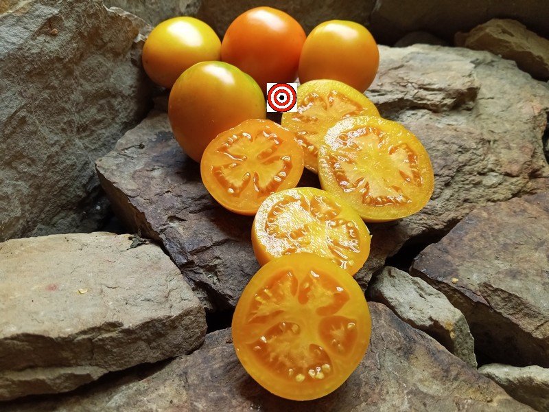 Djena Lee's Golden Girl Oval Strain Tomato-Heirloom-Bounty Hunter Seeds