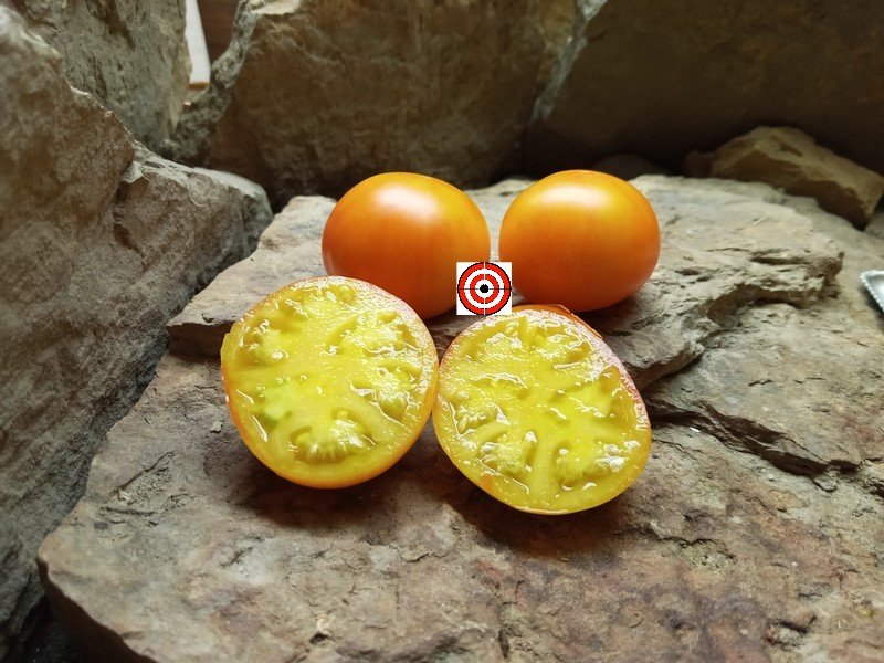 Farmers Market Tomato Review Bounty Hunter Seeds Rare Seeds