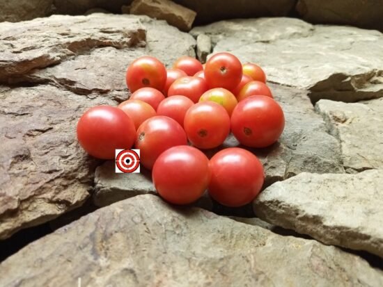 Dwarf Johnson's Cherry Tomato - Heirlooms-Bounty Hunter Seeds