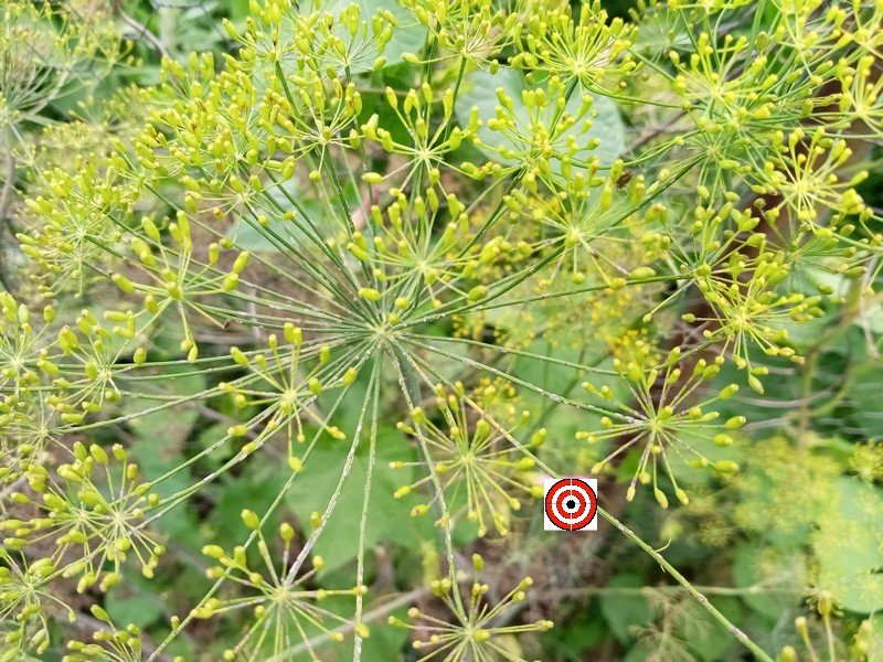 Mammoth Long Island Dill-Heirloom Seeds-Bounty Hunter Seeds