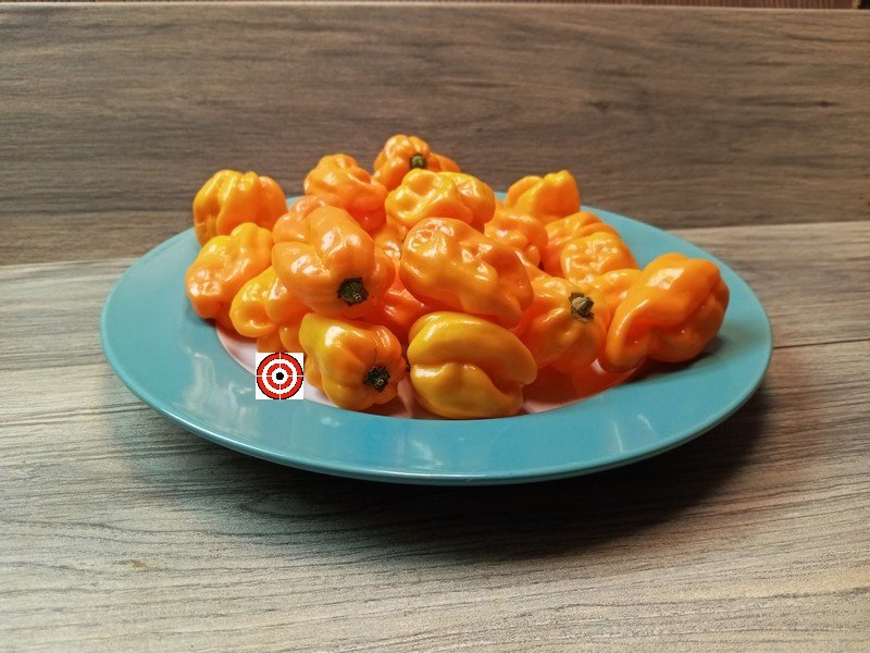 Orange Habanero Pepper-Bounty Hunter Seeds-Heirloom Peppers