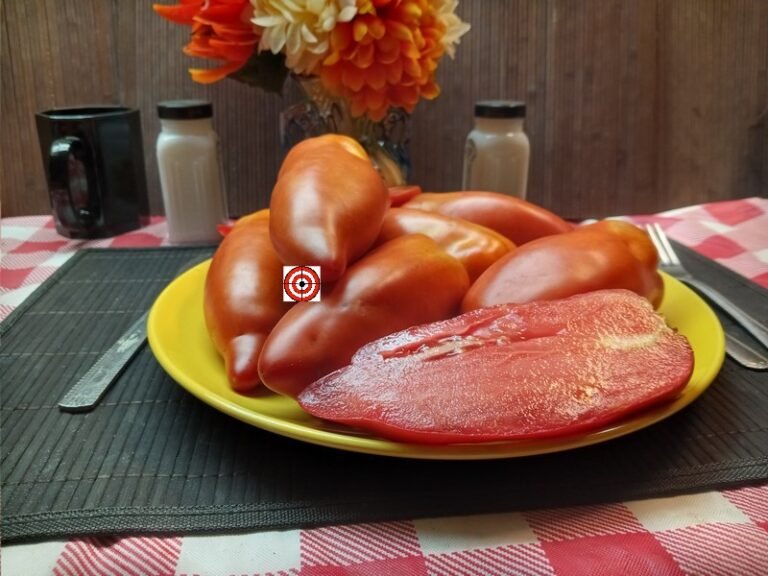 Cow's Tit Tomato-Bounty Hunter Seeds-Rare Heirloom Seeds