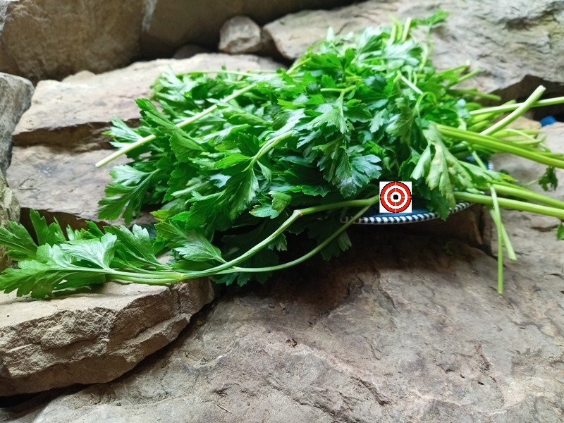 Parsley Plain-Greens, Herbs-Bounty Hunter Seeds-Heirloom Seeds