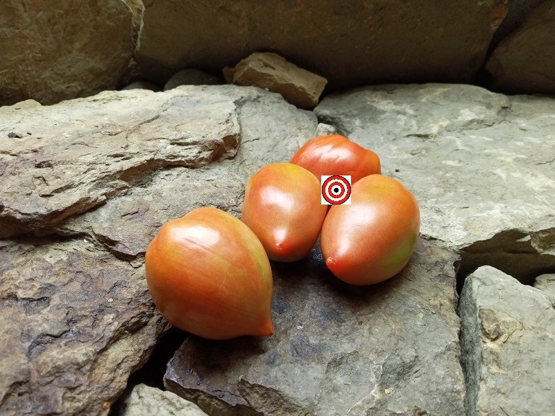 Santa Maria Tomato-Rare Heirloom Seeds-Bounty Hunter Seeds