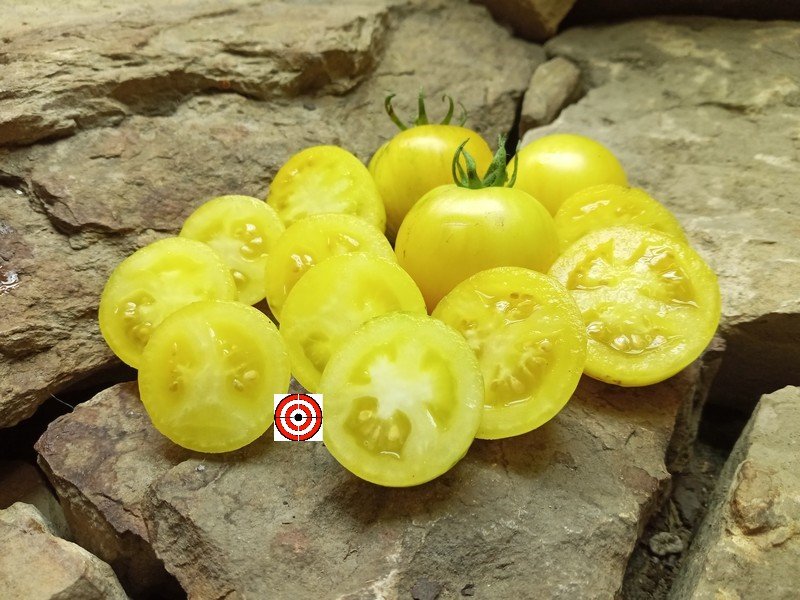 Sweet Splash Electra Tomato-Heirlooms-Bounty Hunter Seeds