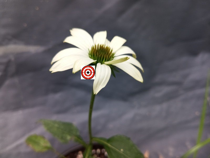 Coneflower Mix Seeds-Heirloom Flowers-Bounty Hunter Seeds!