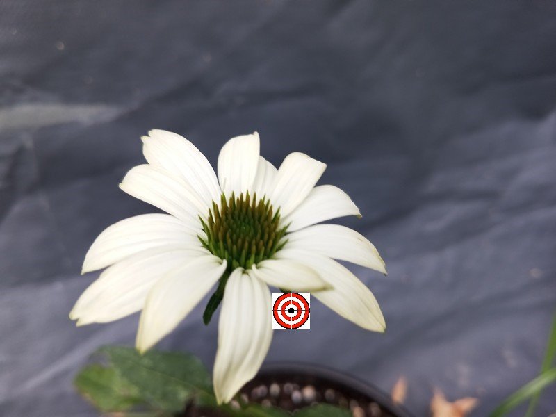 Coneflower Mix Seeds-Heirloom Flowers-Bounty Hunter Seeds!