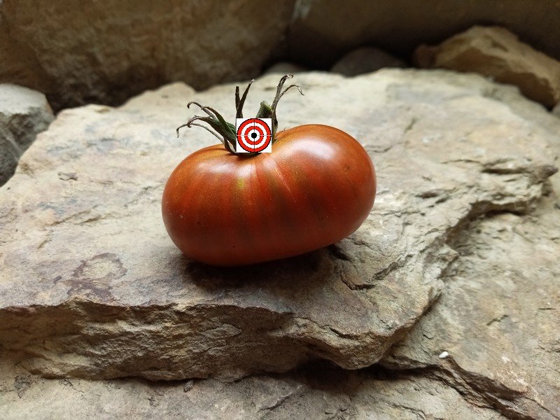 Blue Bunny Tomato-Bounty Hunter Seeds-Rare Heirloom Seeds