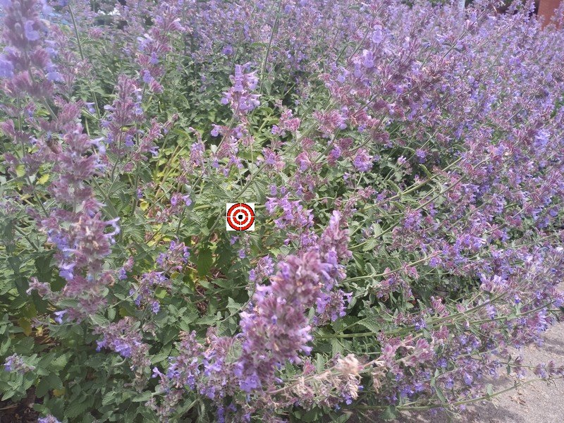 Blue Queen Salvia Flower-Seeds for Sale Bounty Hunter Seeds
