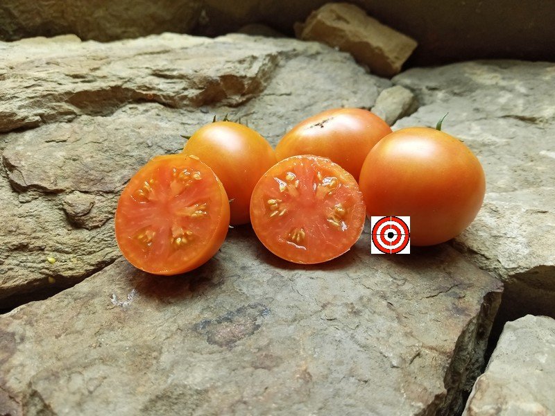 Candy Sweet Large Tomato-Bounty Hunter Seeds-Heirloom Seeds