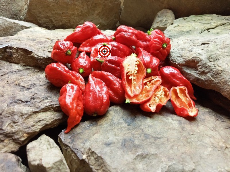 Ghost Pepper-Bounty Hunter Seeds-Rare Heirloom Pepper Seeds