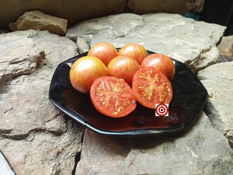 Dwarf Haley's Rainbow RL Tomato- Heirloom-Bounty Hunter Seeds