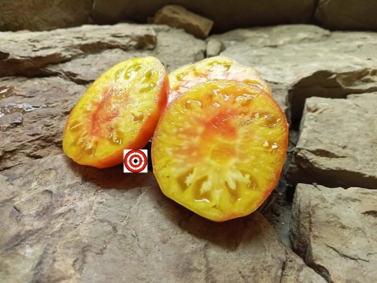 Hillbilly Tomato-Bounty Hunter Seeds-Rare Heirloom Tomato Seeds