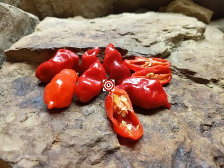 Komodo Dragon Pepper-Bounty Hunter Seeds-Rare Heirloom Seed