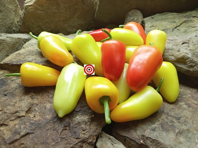 Mariachi F2 Pepper-Bounty Hunter Seeds-Heirloom Pepper Seeds